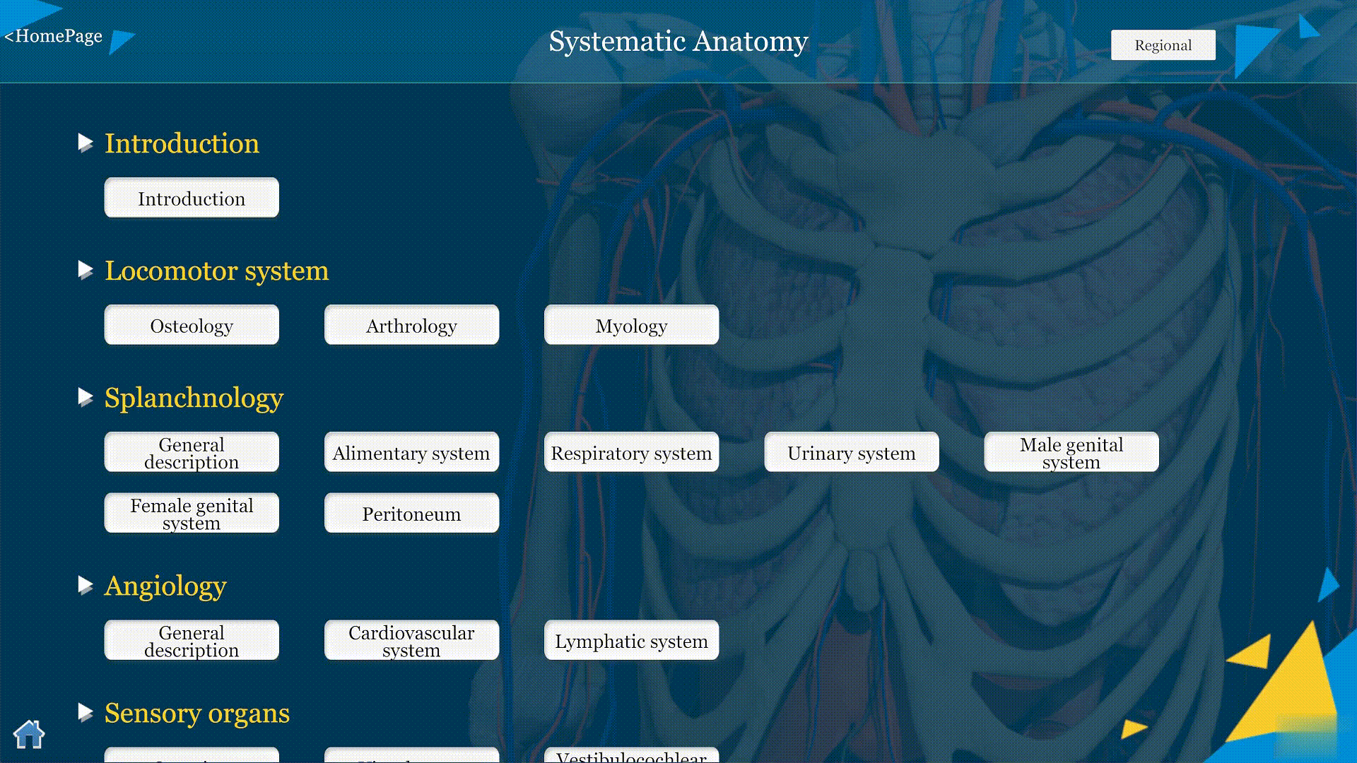 Unleashing the Power of 3D Table in Anatomy Education