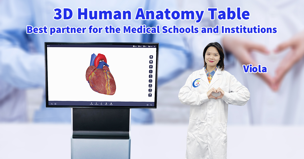 Unleashing the Power of 3D Table in Anatomy Education