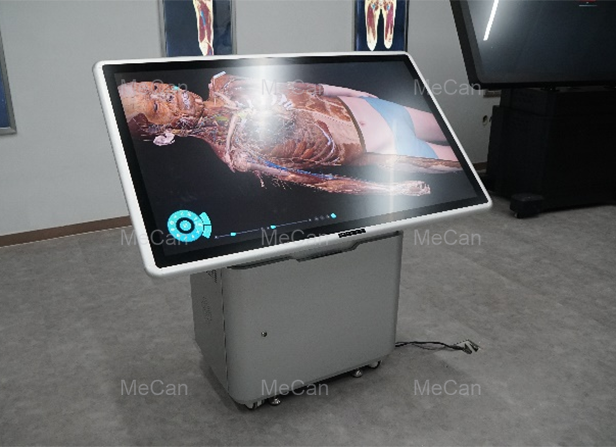 3D Human Anatomy Models | China Supplier