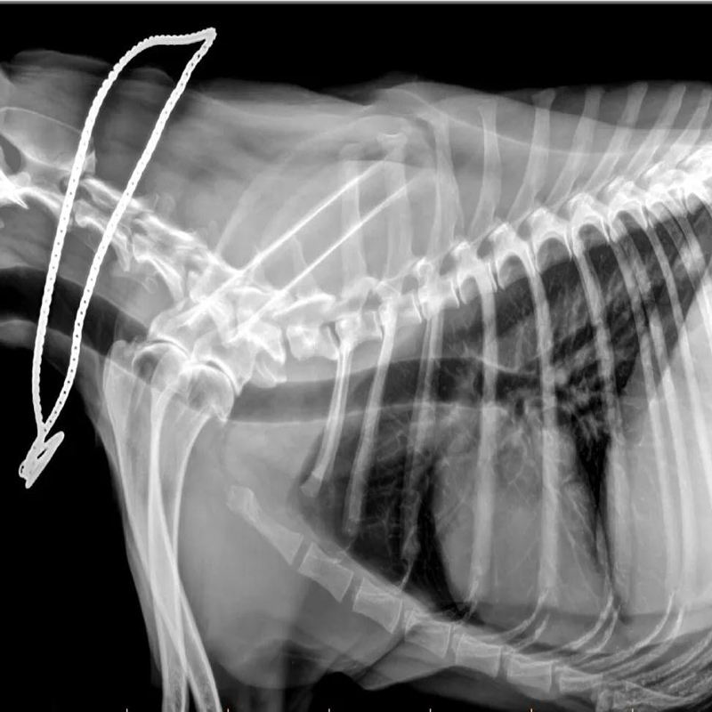 High Quality Wireless X Ray Digital FPD Flat Panel Detector from China ...