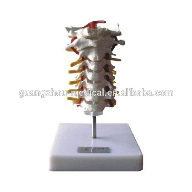 China Cervical Vertebral Column Model manufacturers, Cervical Vertebral ...