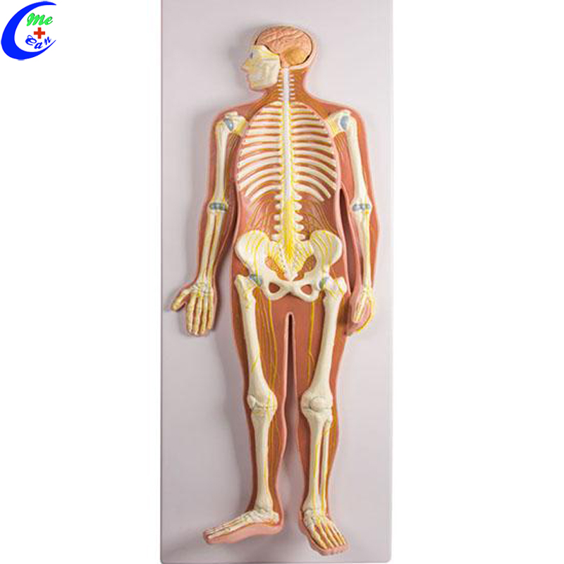 High Quality Human Anatomy Nervous System Model Wholesale - Guangzhou ...