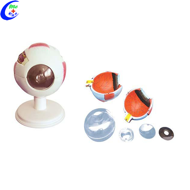 Professional Anatomical Plastic Human Eye Model and Parts manufacturers ...