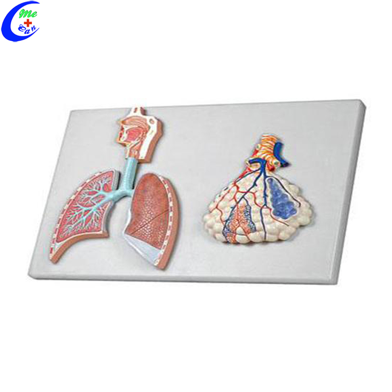 China Human Respiratory System and Alveolus model manufacturers - MeCan ...