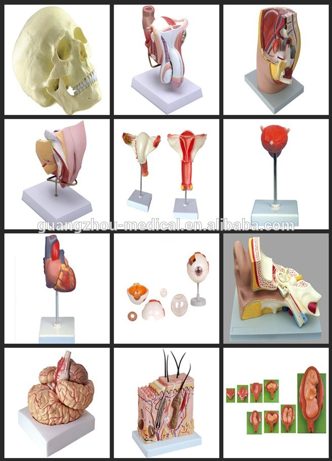 Professional 180cm Artificial Human Body Anatomy Skeleton Model ...