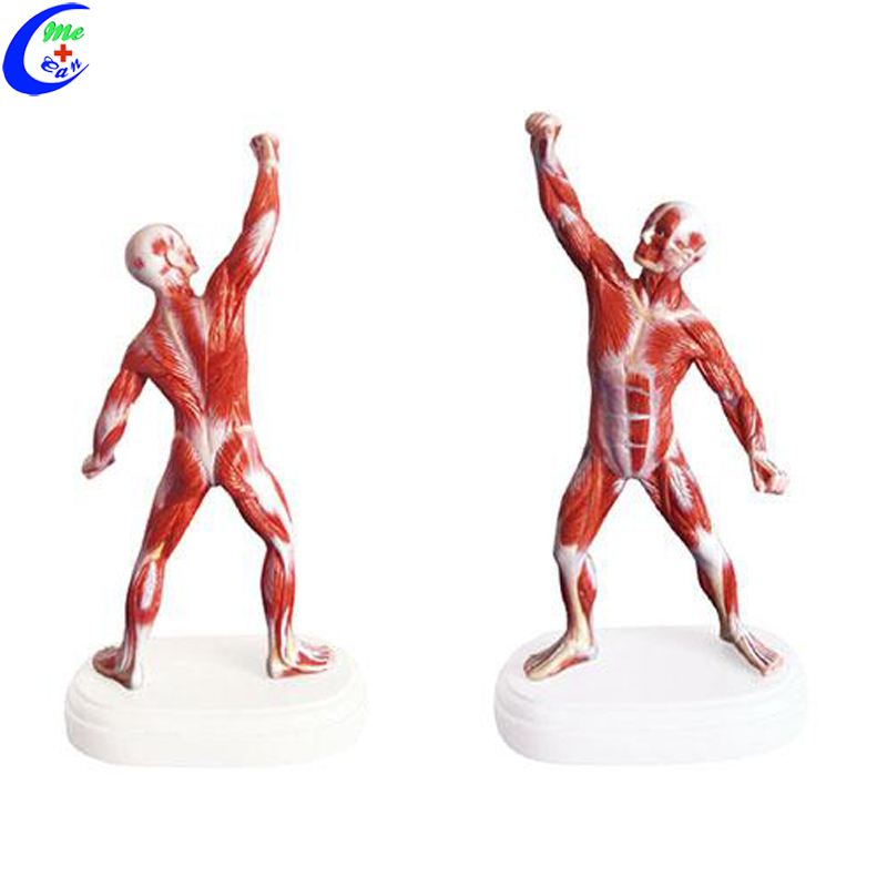 Best Human Whole Body Muscle Anatomy Education Model Factory Price ...