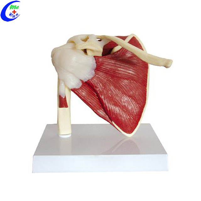 China Shoulder Anatomy Models with Muscles and Ligaments for Students manufacturers, Shoulder ...